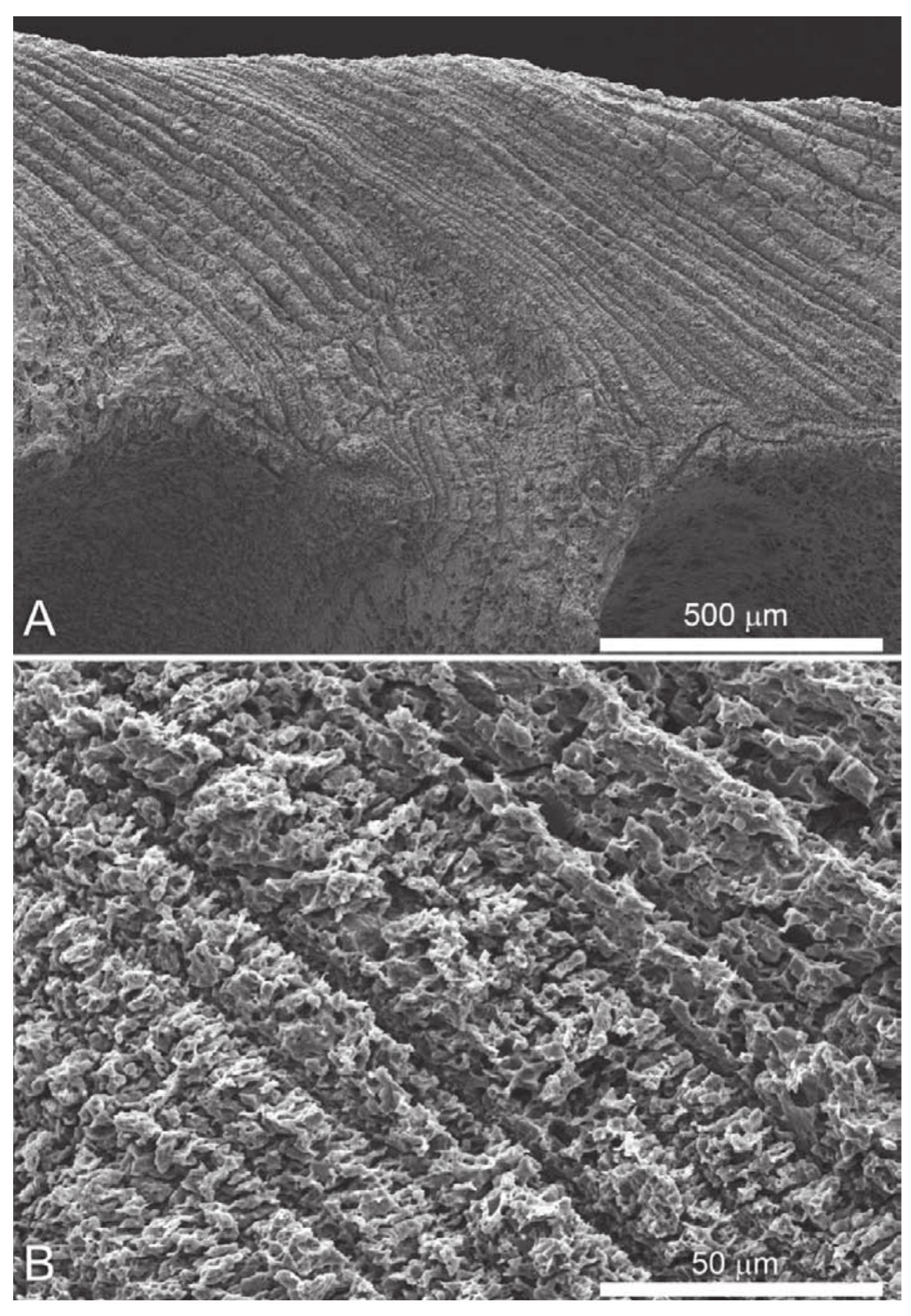 21 cross section through the long axis of an aptychus of