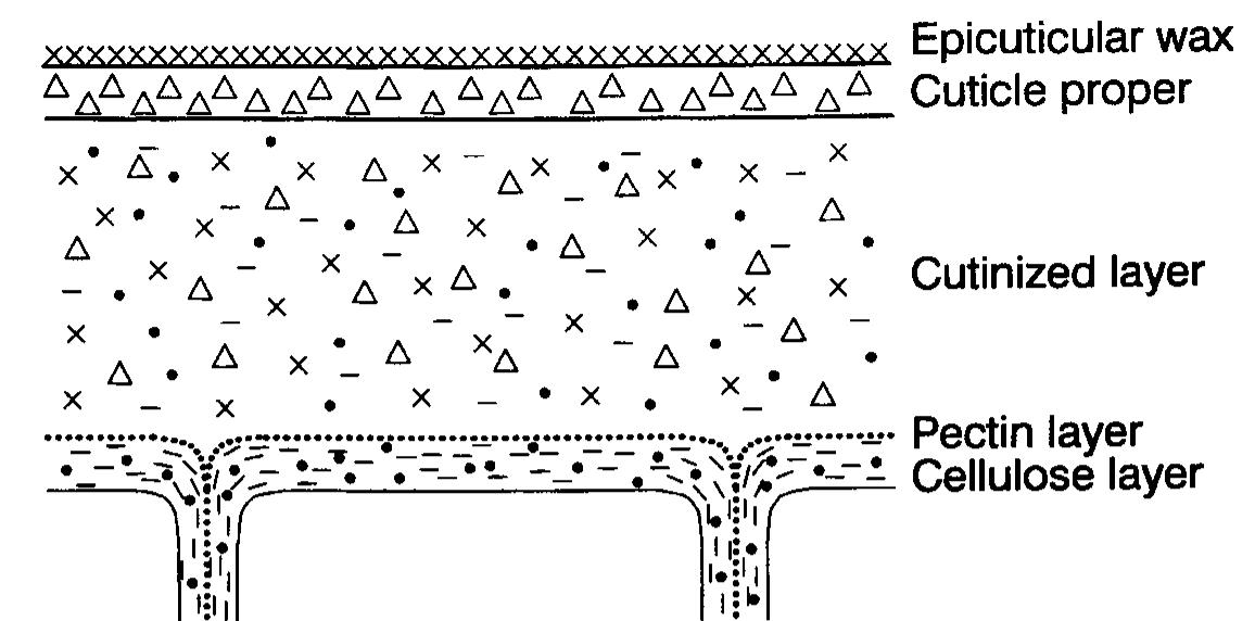 2. schematic drawing of the different layers of a typical