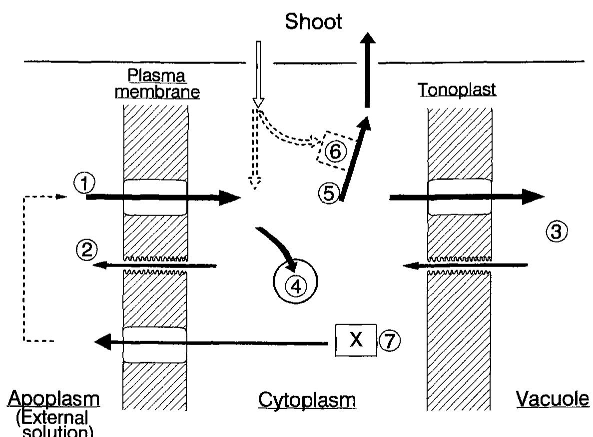 23 model of feedback regulation mechanisms of the internal