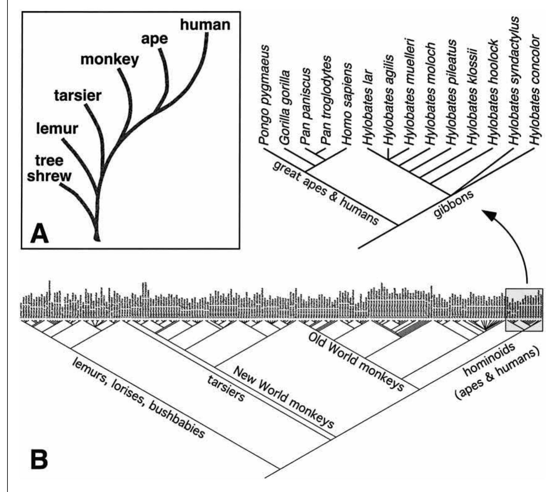 Two views of primate phylogeny. the tree shown in a is