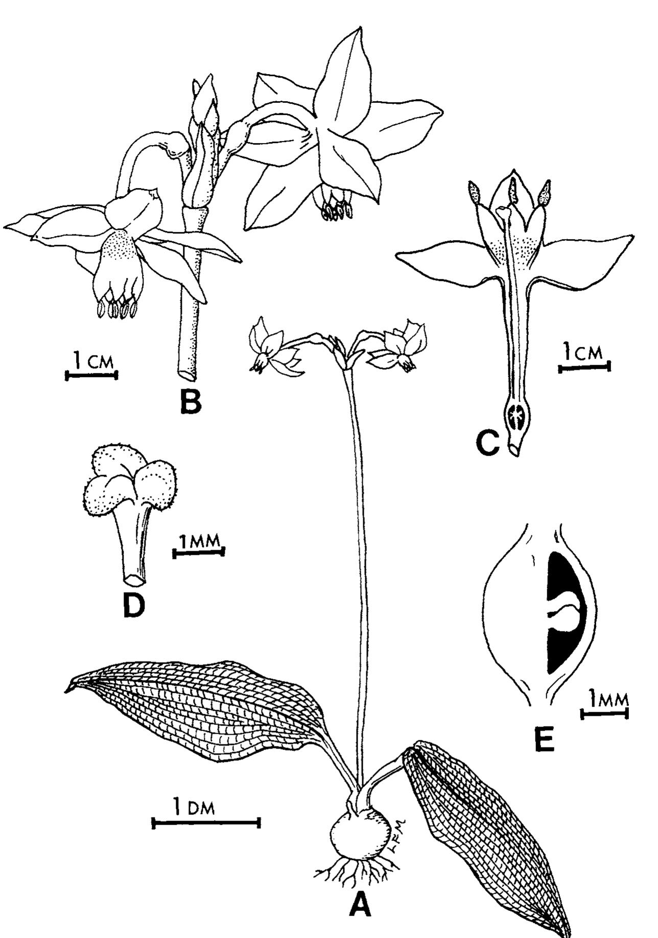 Ficure 85. eucharis astrophiala, adapted from a drawing by