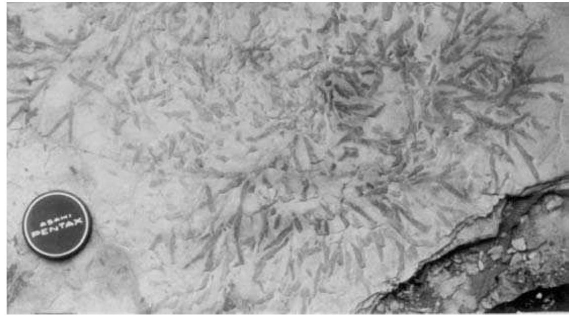 77 chondrites, a feeding burrow system. field of view 30 cm