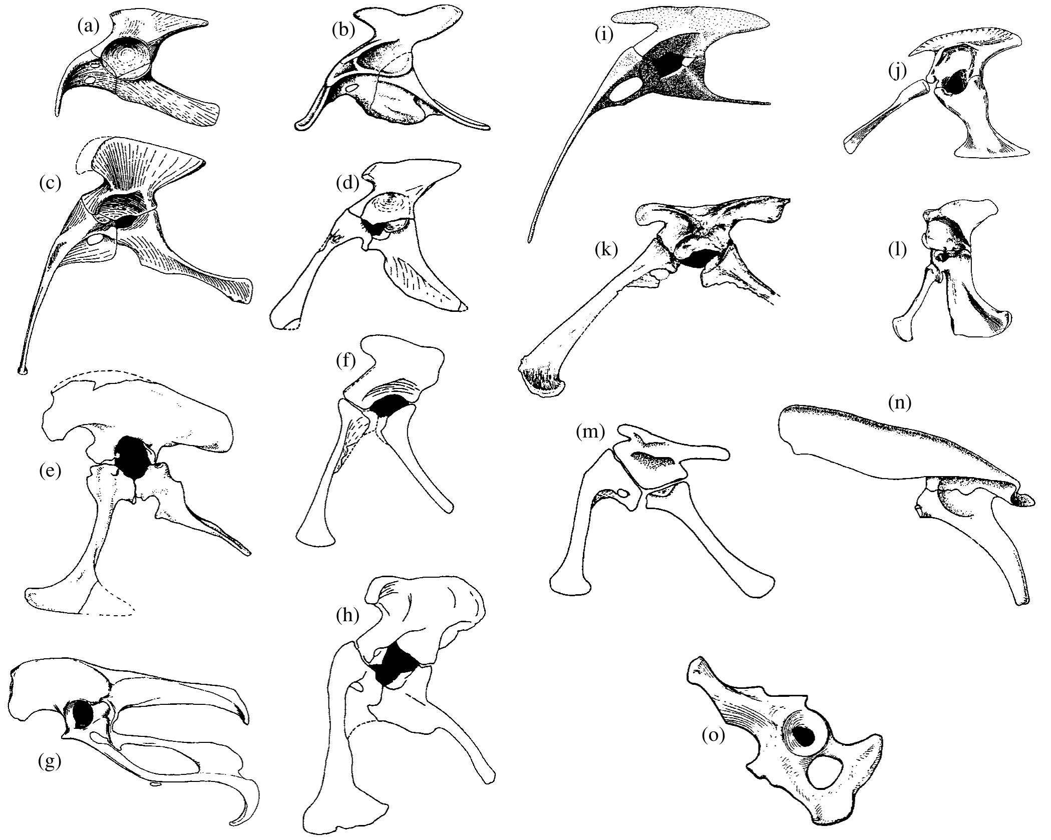 The structure of the acetabulum in (a—f, h—n) archosaurs,