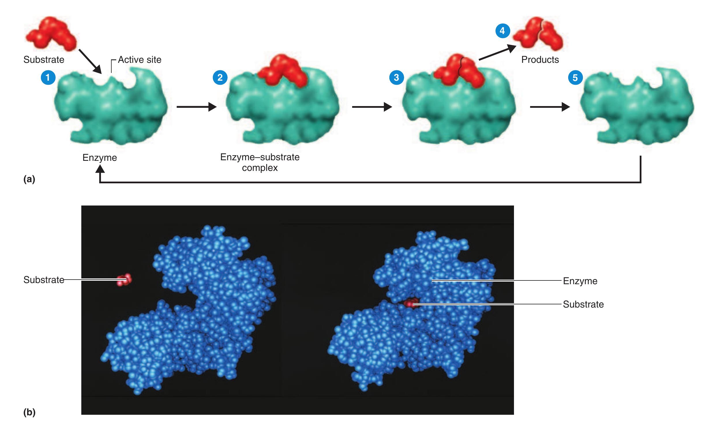 4 the mechanism of enzymatic action. (a) @ the substrate