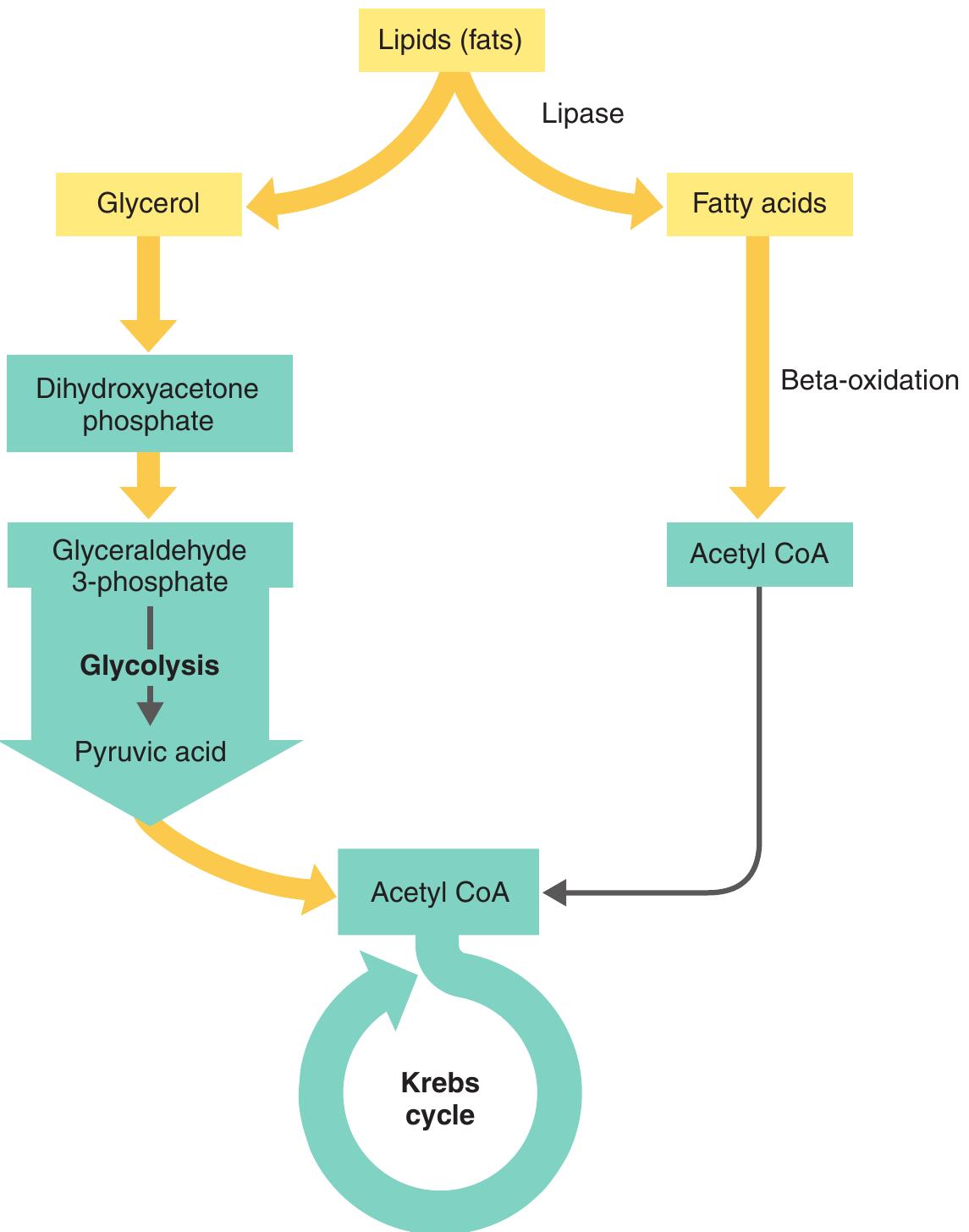 20 lipid catabolism. glycerol is converted into