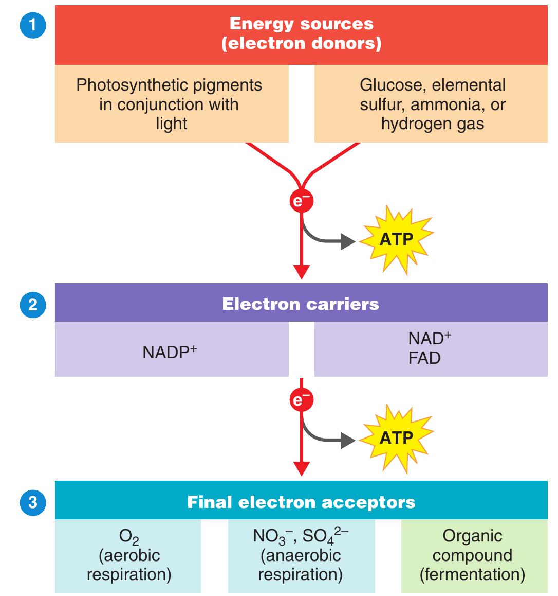 27 requirements of atp production. the production of atp