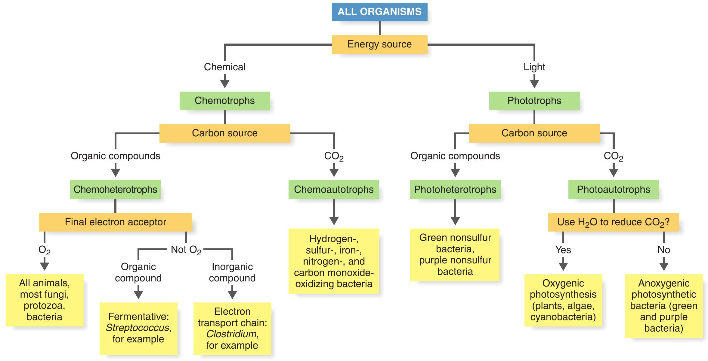 28 a nutritional classification of organisms.