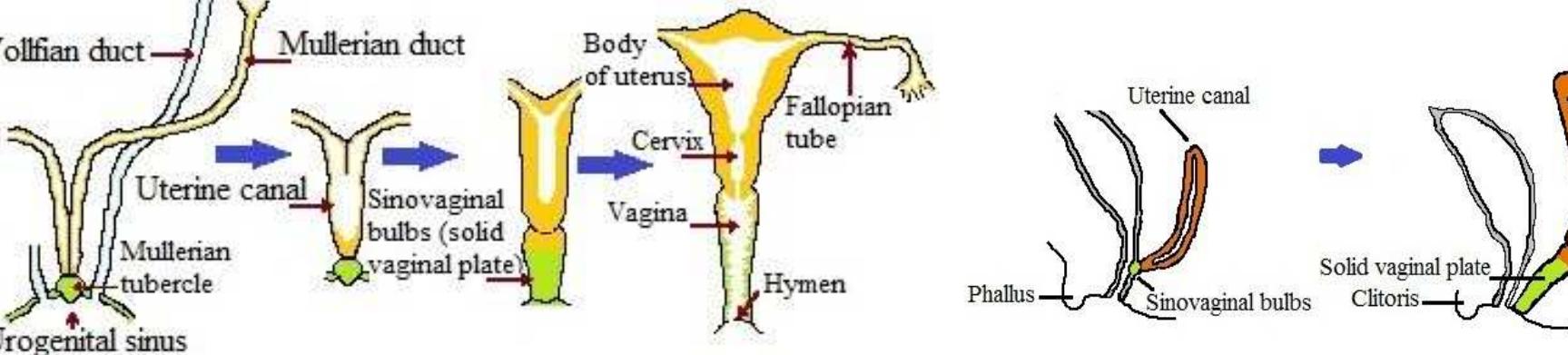 Development of female genital ducts (coronal sections).