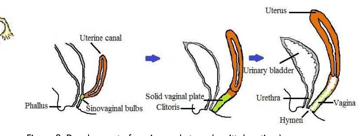 Ducts fuse together forming the uterine canal. the caudal