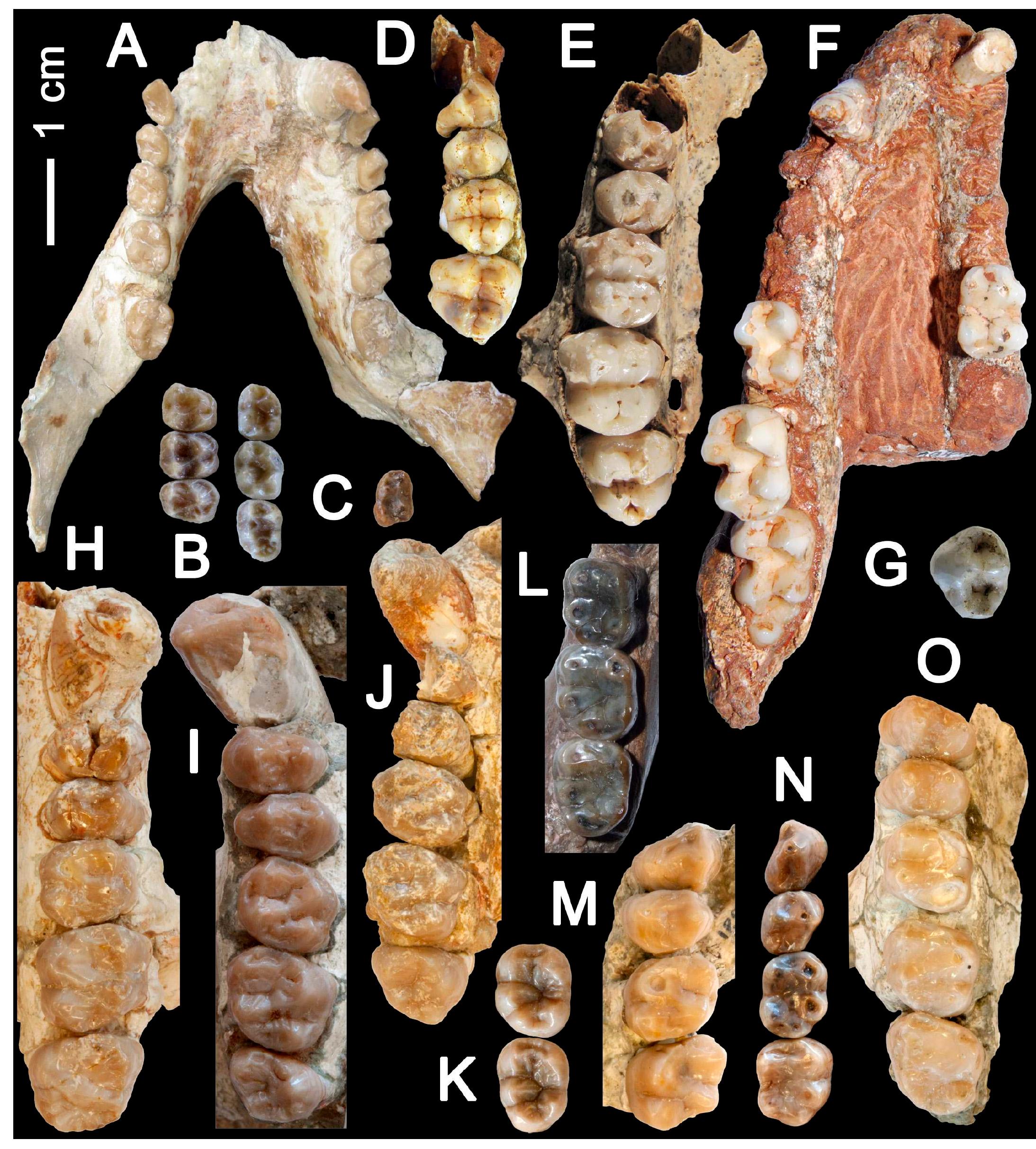 (PDF) The primate fossil record in the Iberian Peninsula