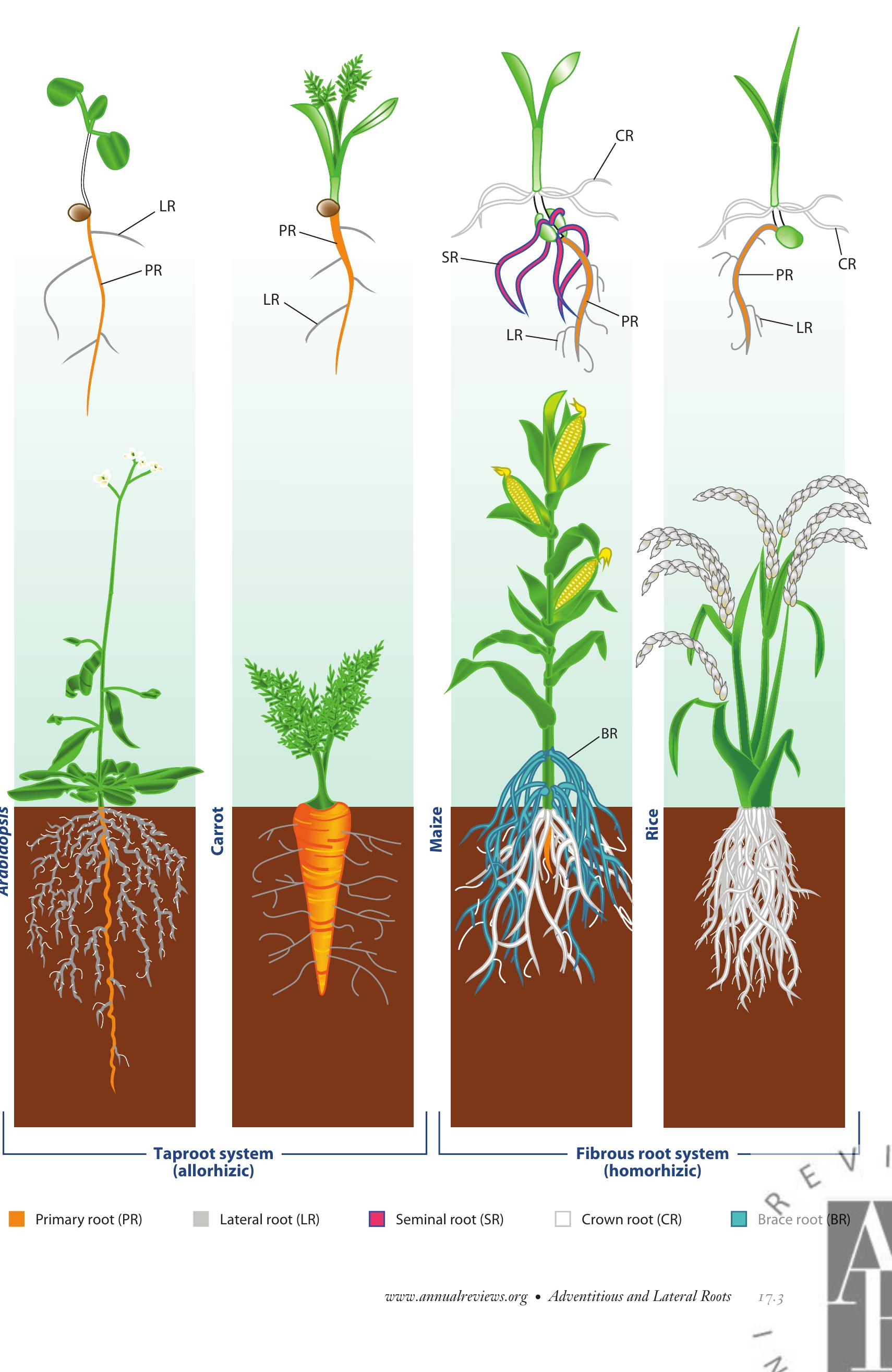 Figure 1 - Adventitious Roots and Lateral Roots: