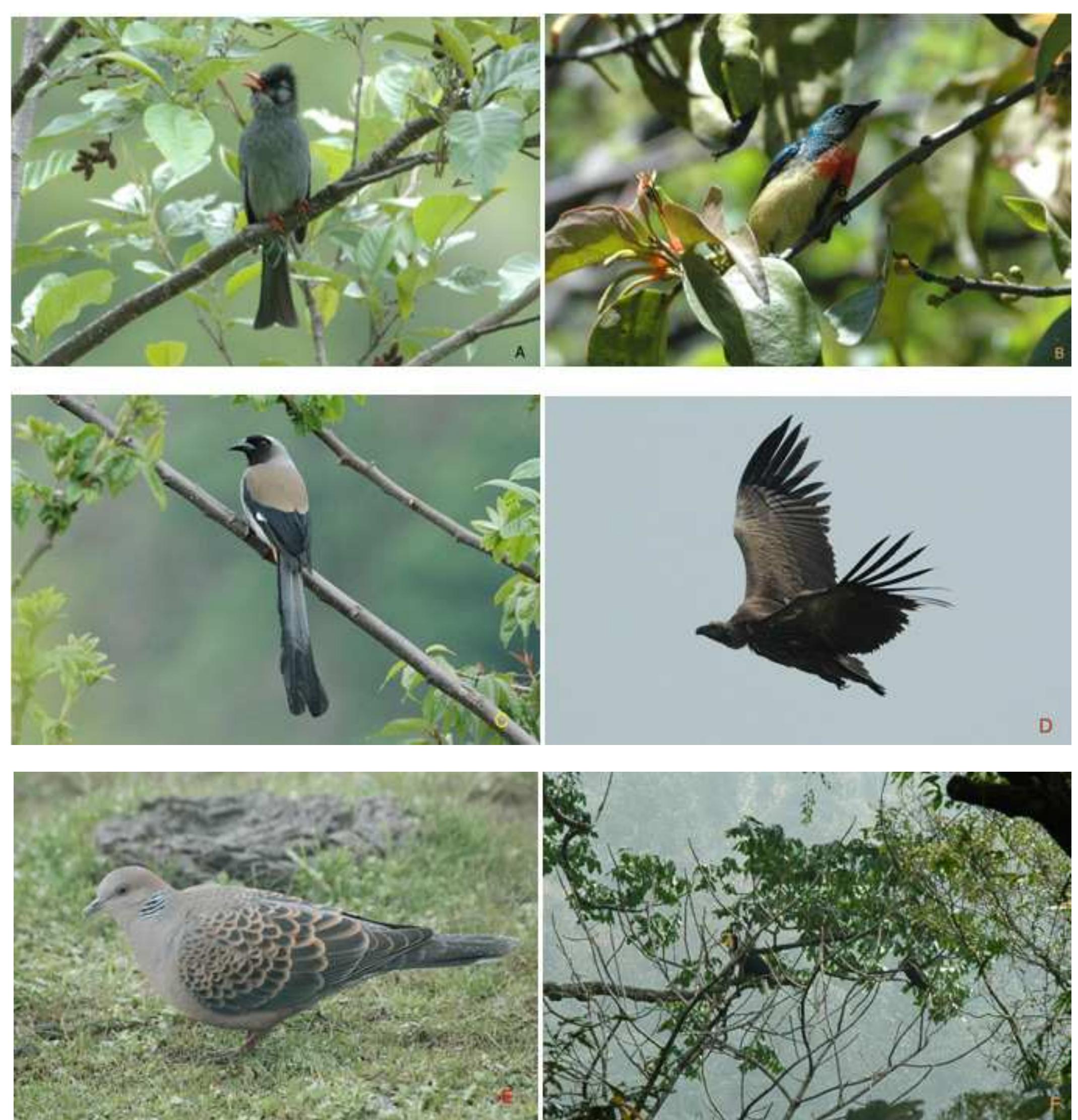 Ig. 3: photographs of some avian species recorded in the