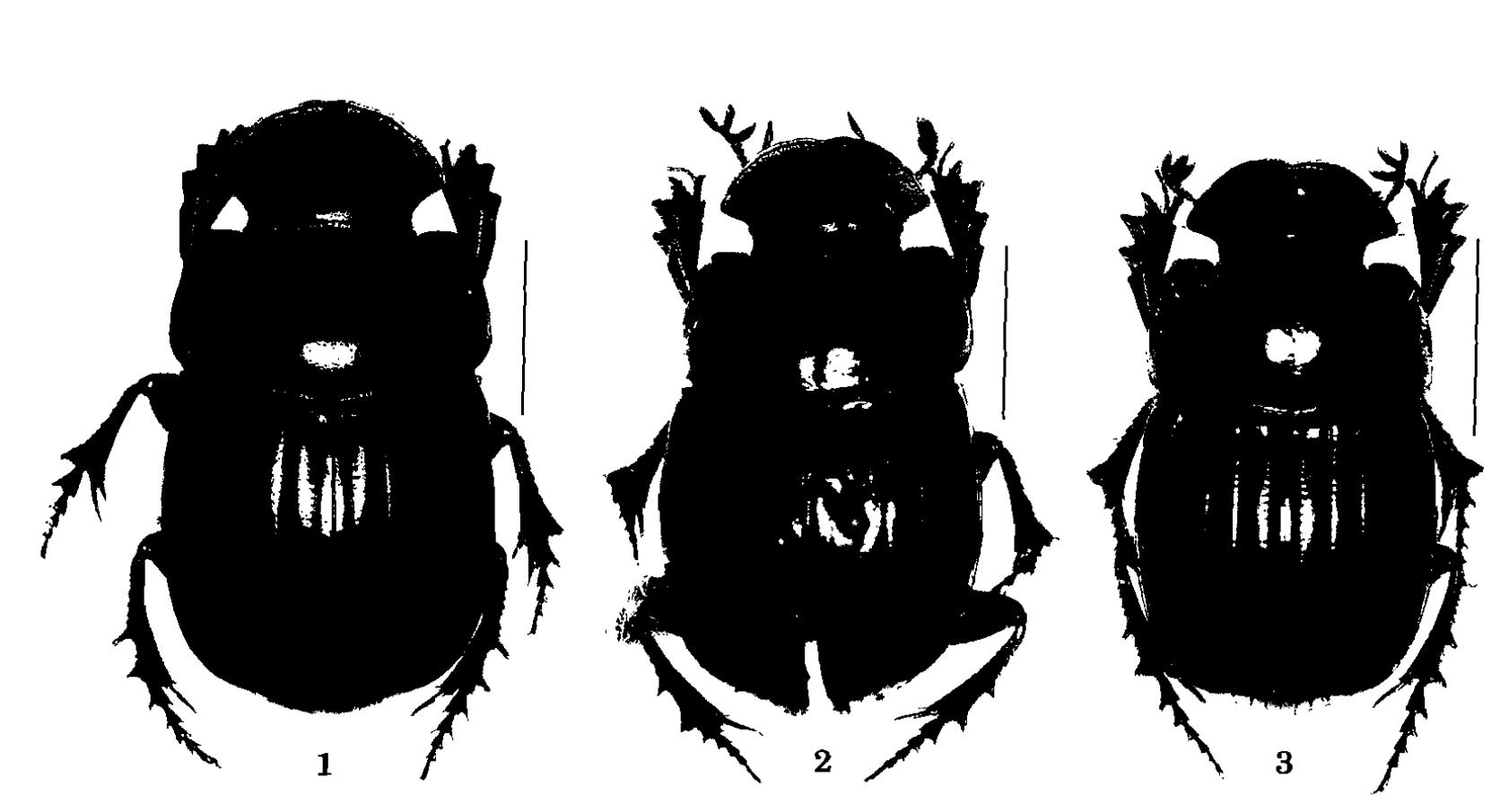 Figure 1 - from 2009-Three New Species of Copris (Coleoptera