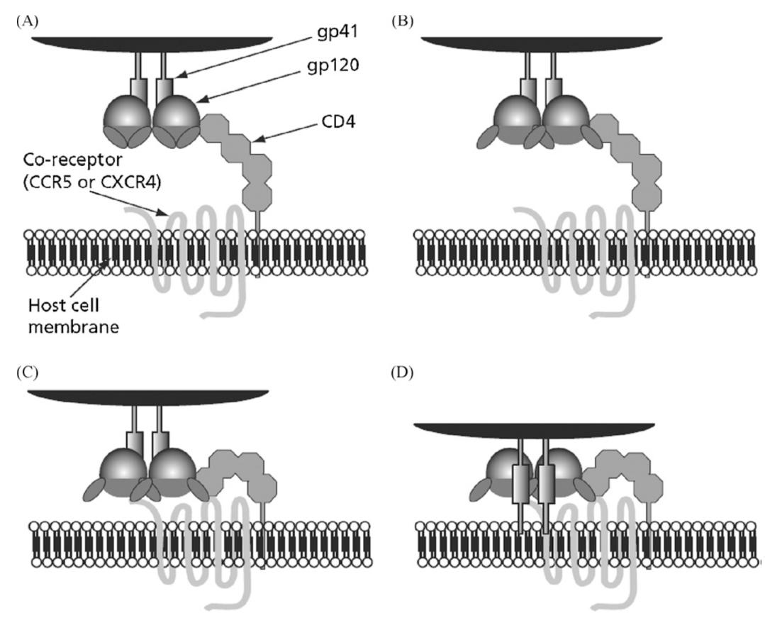 Mechanism of hiv entry with the assistant of co-receptors: