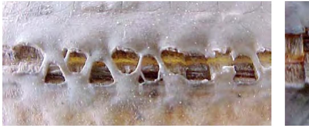 Polyester fabric exposed through breakdown of the coating