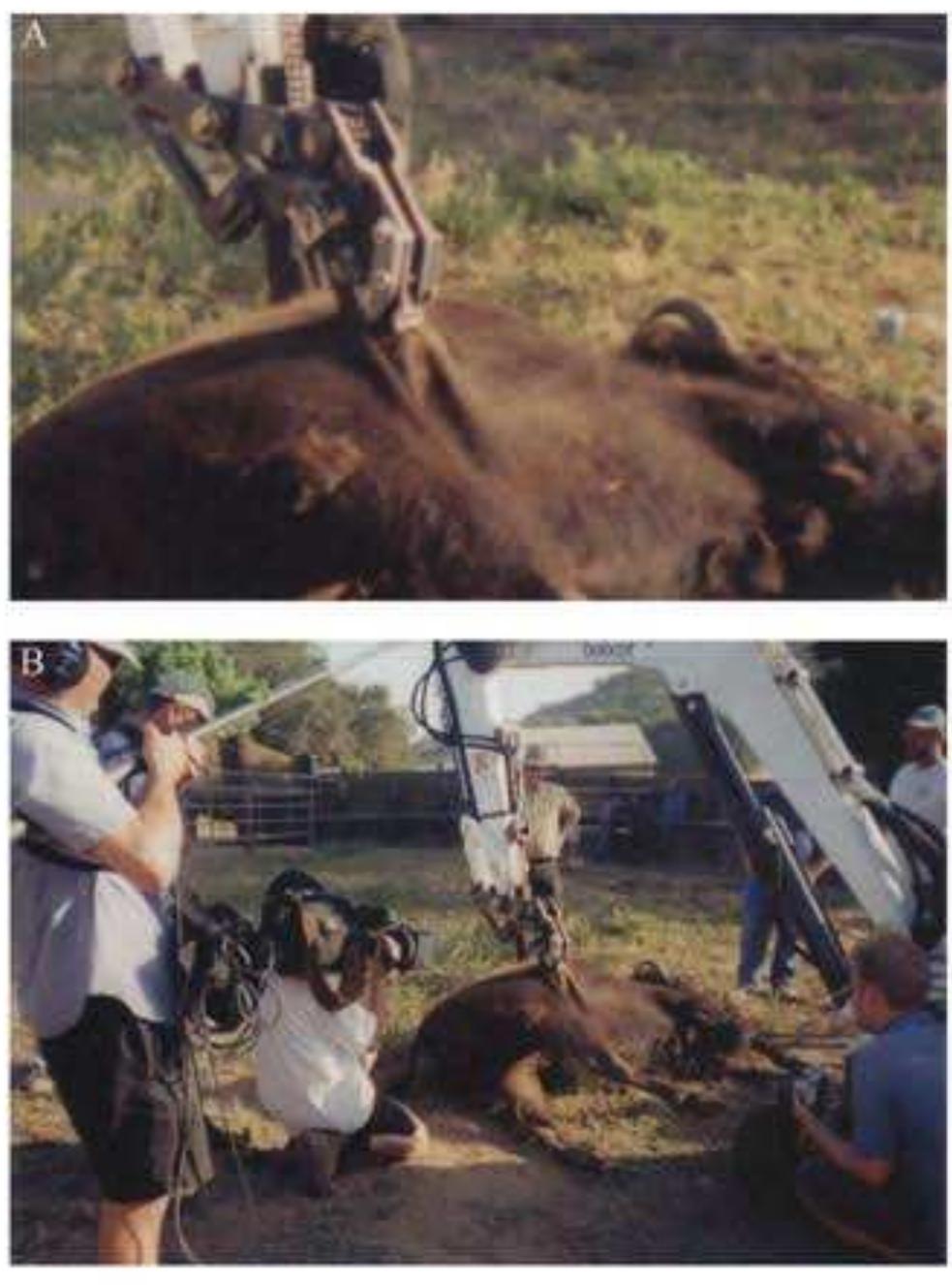 5. a, video sequence from a canine shear-bite attempt on the