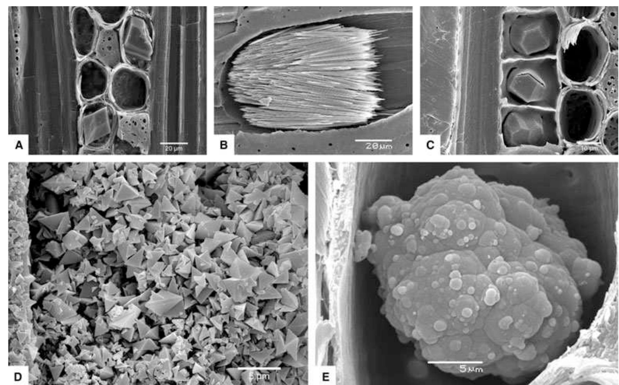 Sem images illustrating the major types of mineral