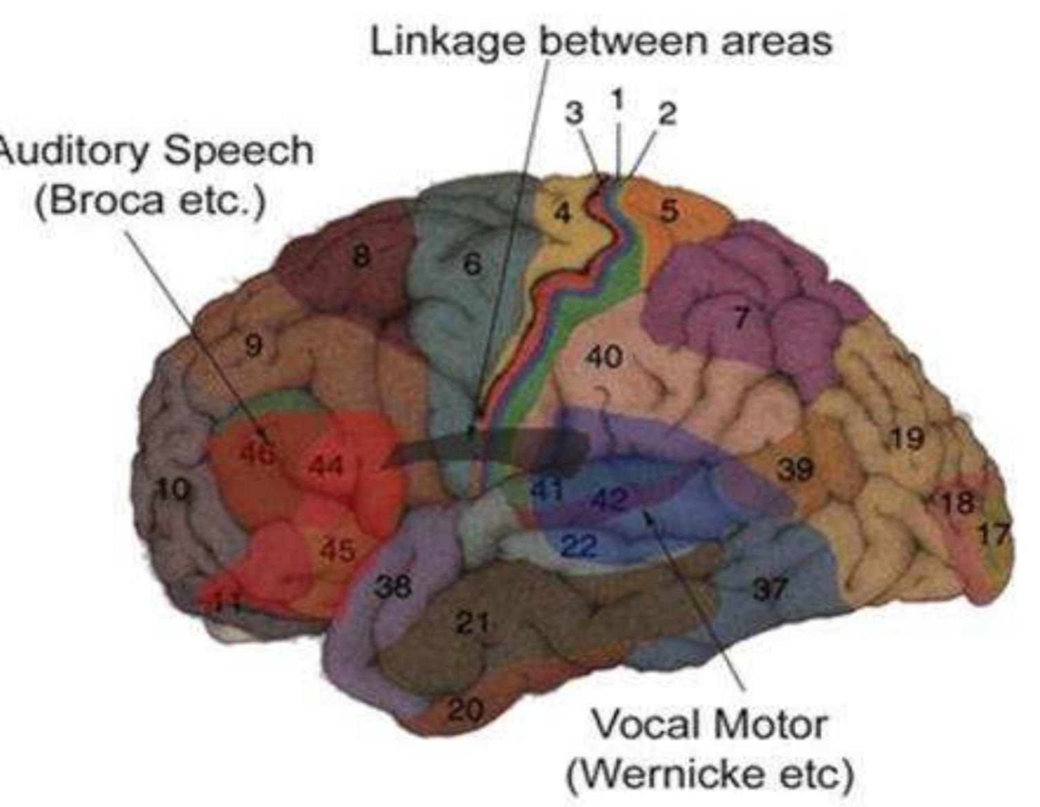 Segmentation of the human brain showing brodmann areas.