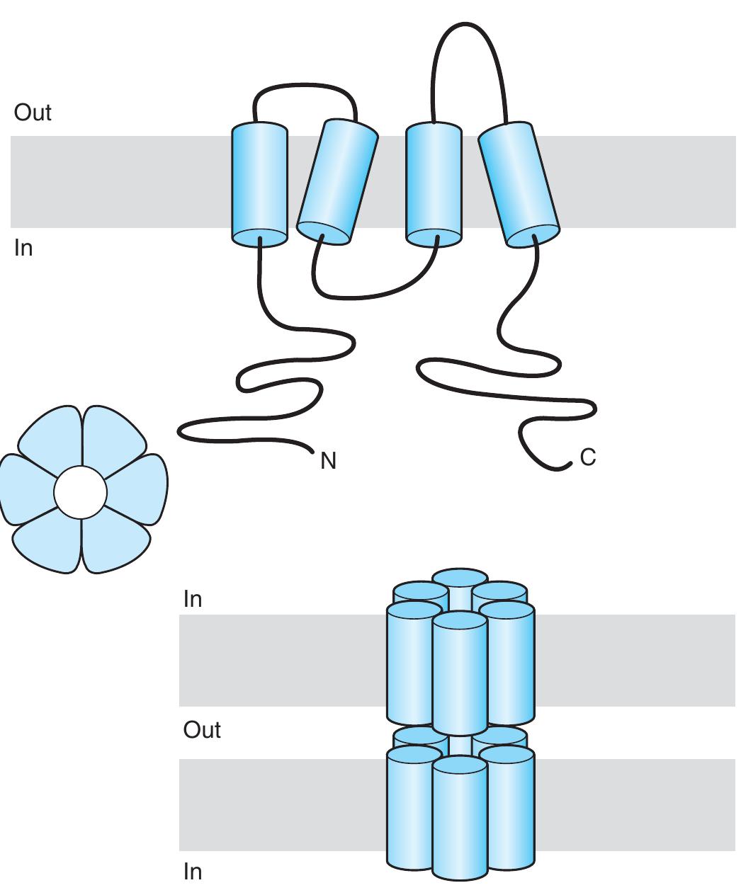 -7. the topology of connexin, a monomer of cell-cell