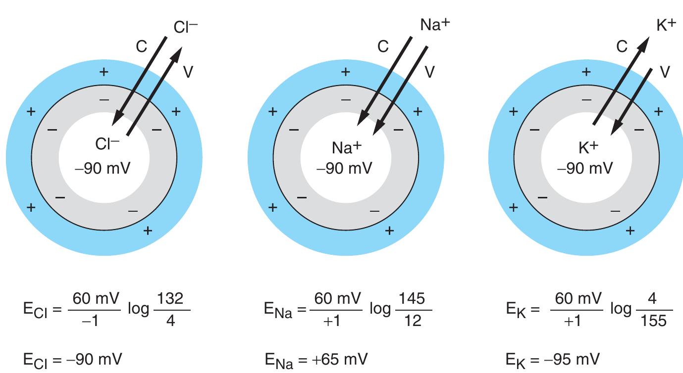 -3. the driving force on ions crossing through the membrane,