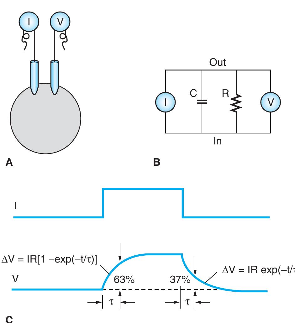 -7. a spherical cell (a), its equivalent circuit (b), and