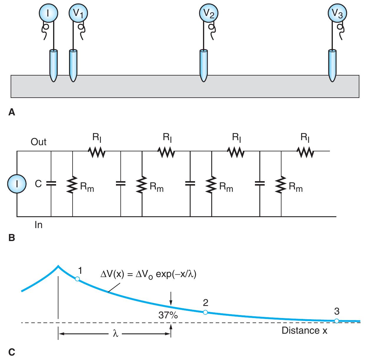 -8. a long cell (a), its equivalent circuit (b), and the