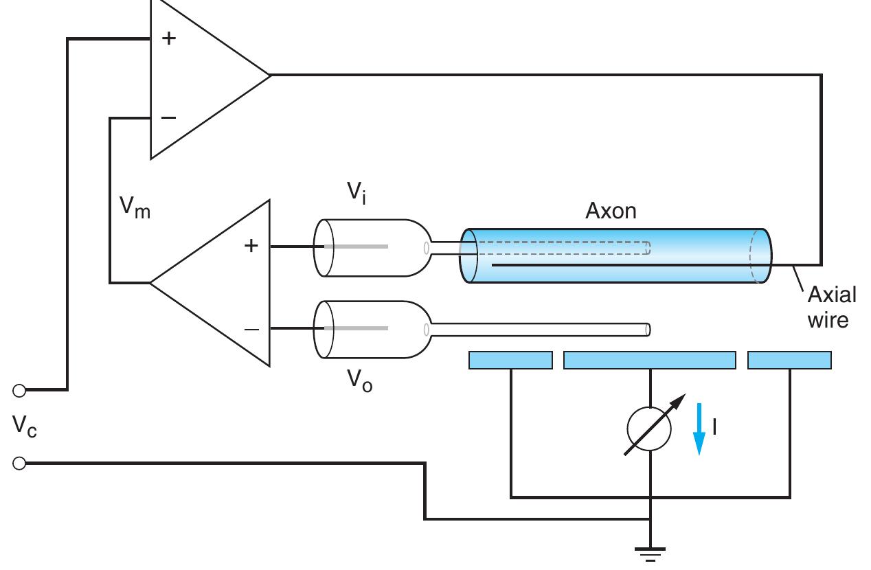 -4. a simplified voltage-clamp circuit for a squid giant