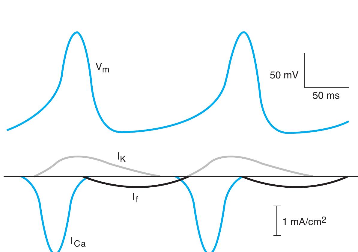 -15. the sa node’s action potentials and their underlying
