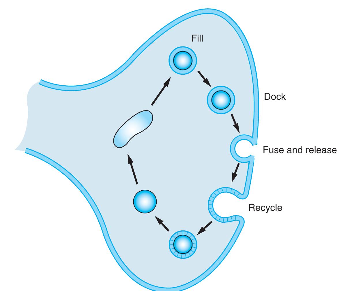 -1. synaptic vesicle docking, releasing of contents, and