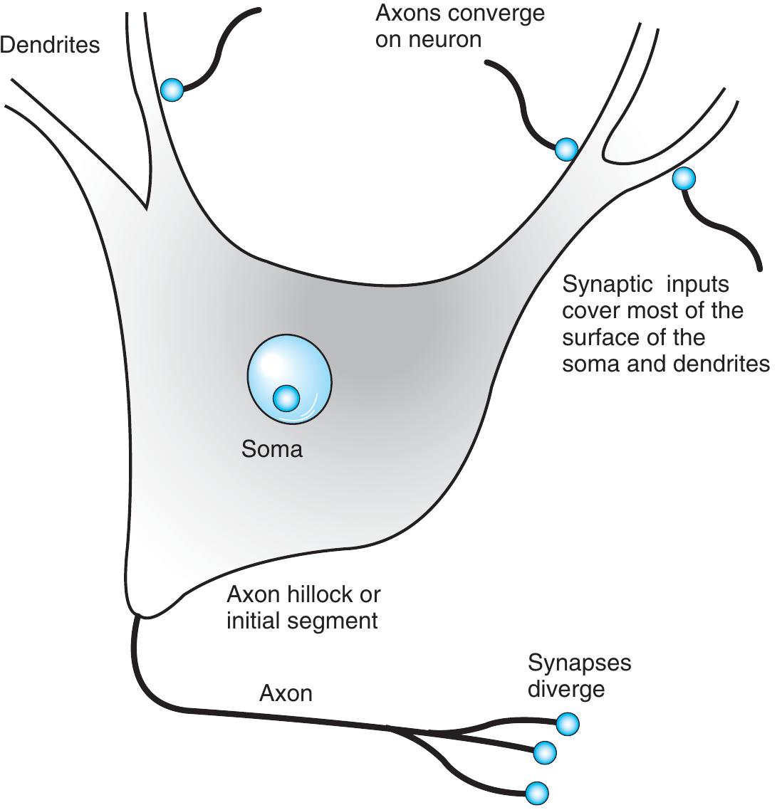 -17. the convergence and divergence of synapses in the cns.