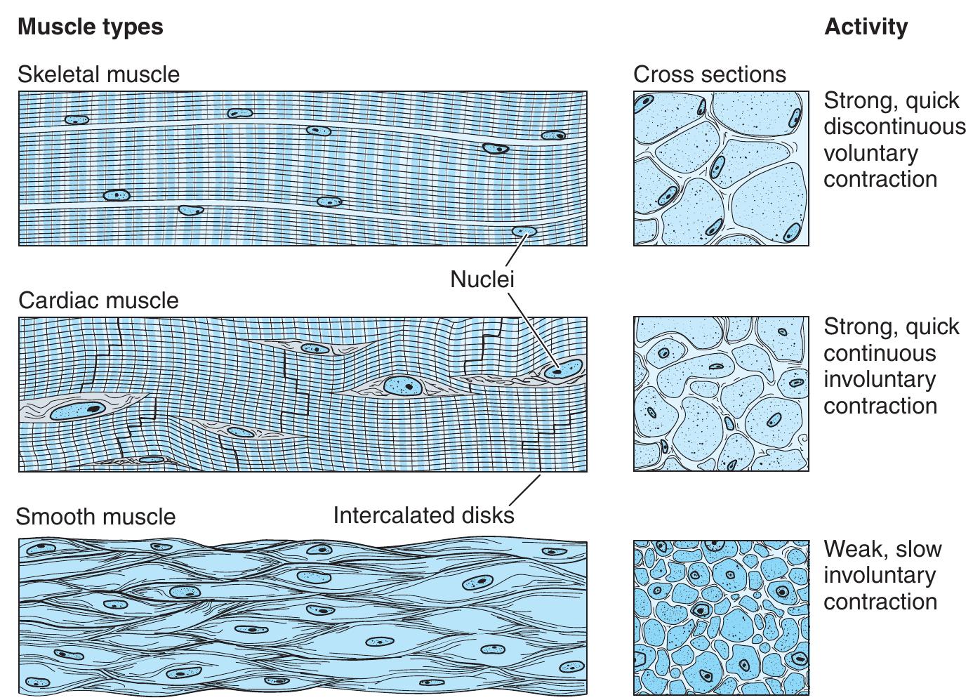 -1. the three types of muscles. skeletal muscle is composed
