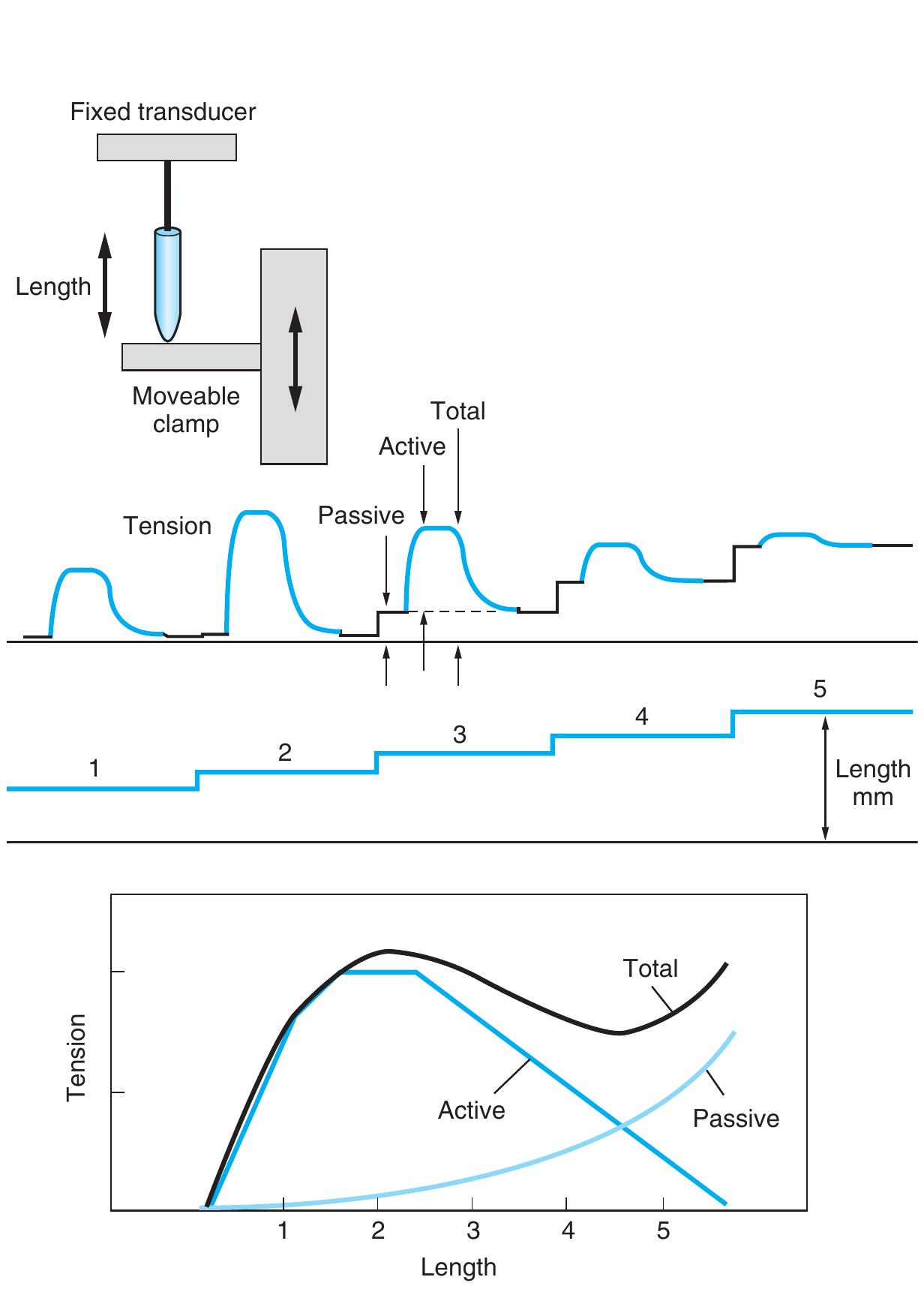 -12. the measurement of passive, active, and total tension