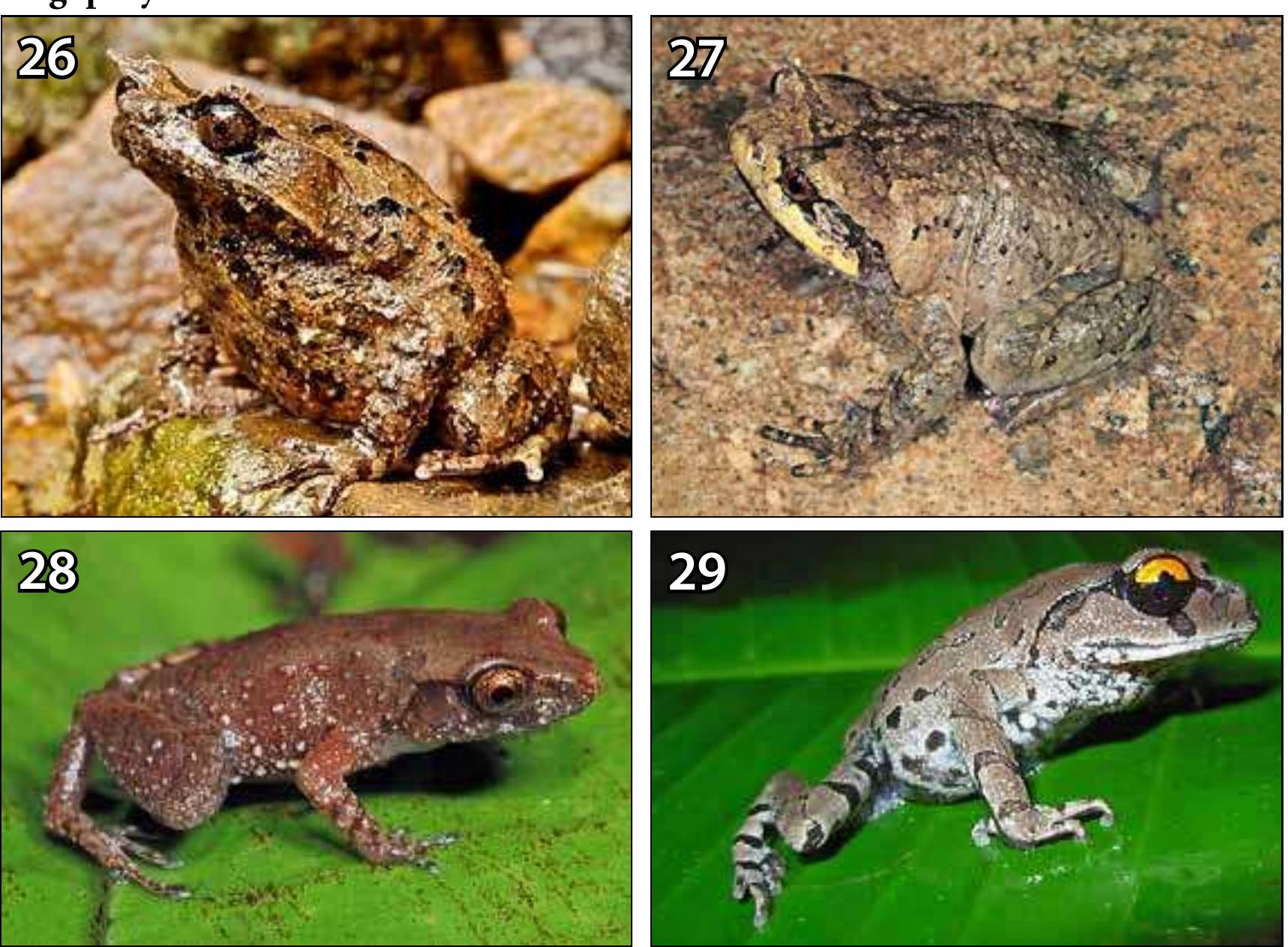 Borneophrys edwardinae (inger, 1989) is a very rare species