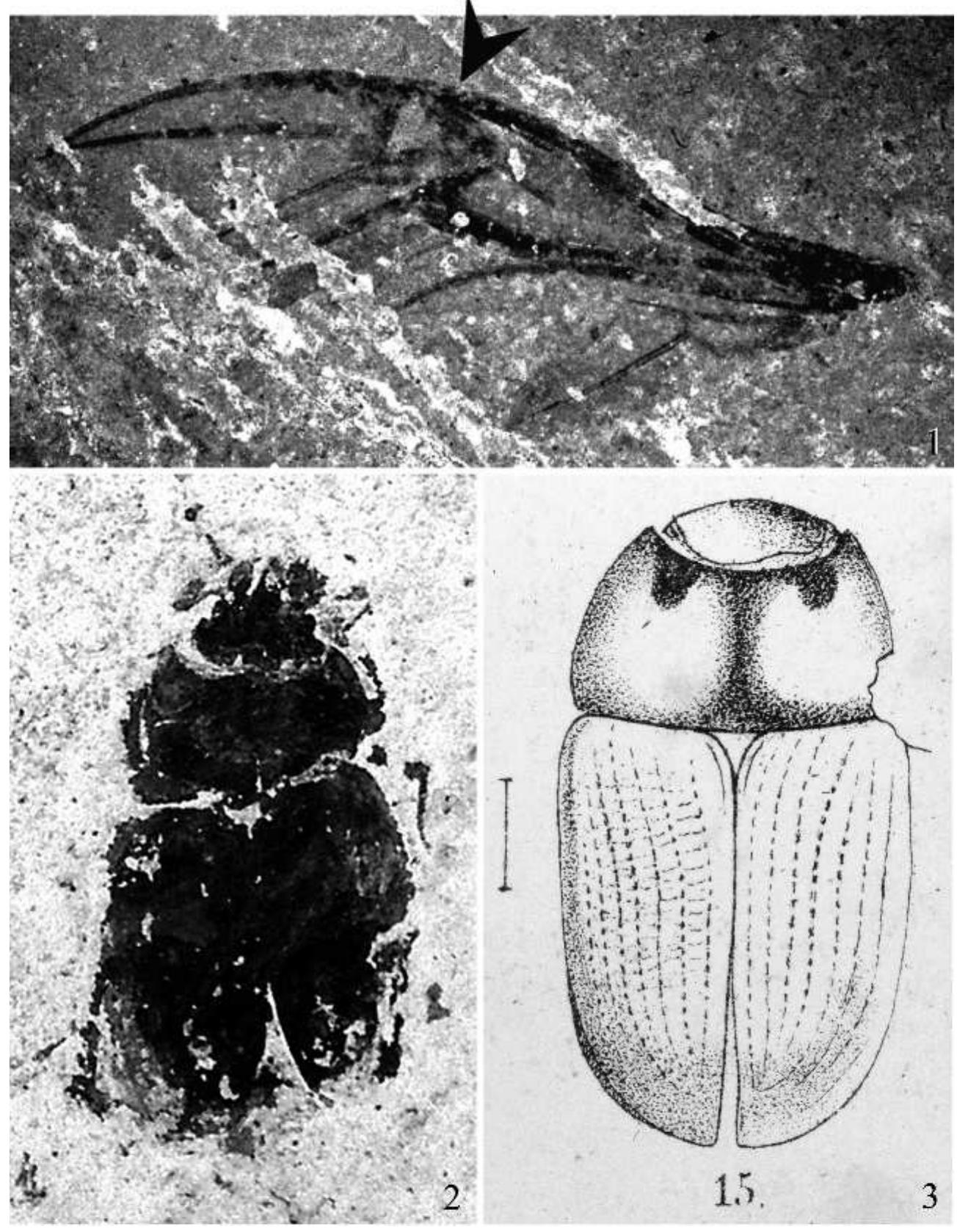 Figure 1 - Fossil Record and Evolution of Scarabaeoidea