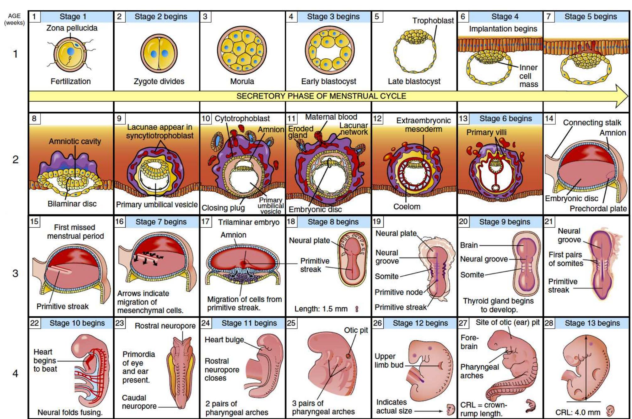 Figure 1 - from Embryology in the Qur'an: A description of