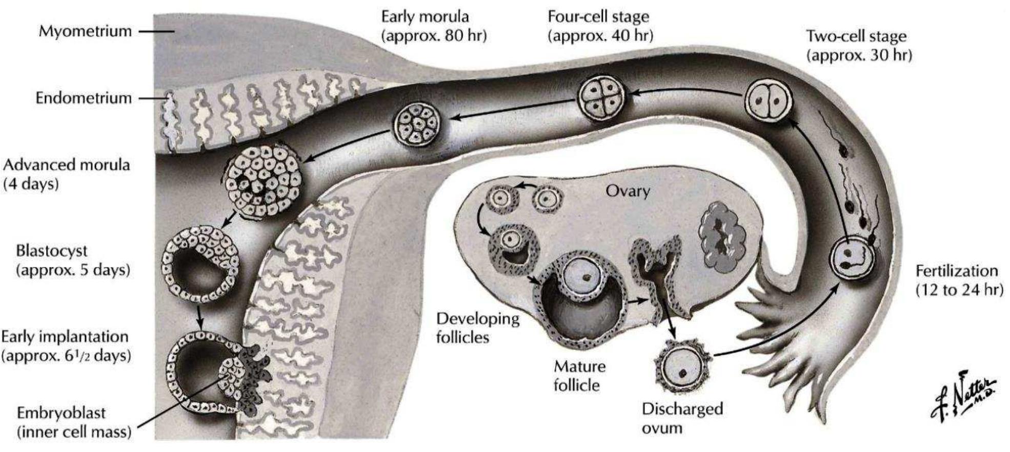 Diagram showing ovulation, fertilization, and migration down
