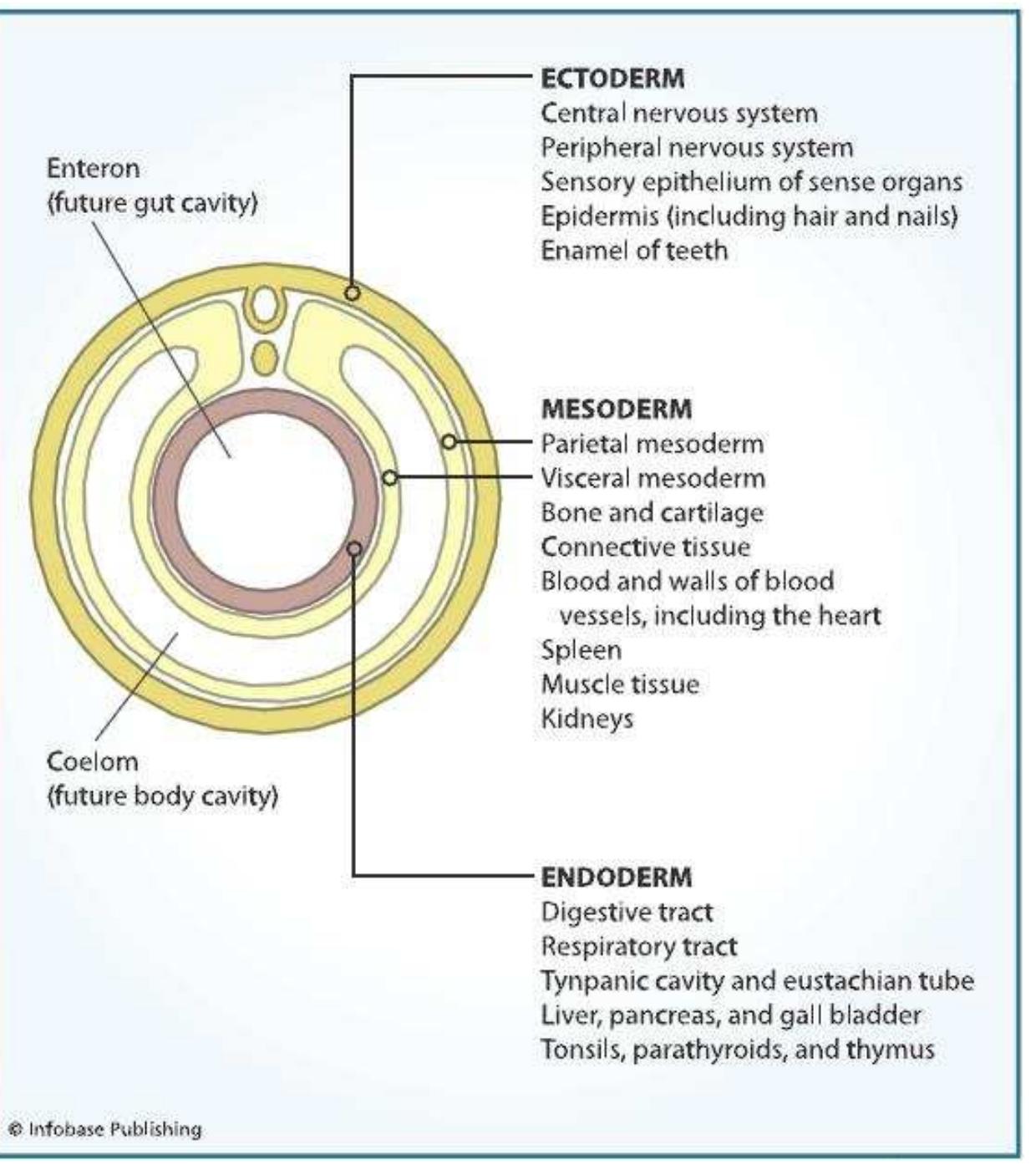 These three germ layers give rise to all the tissues and