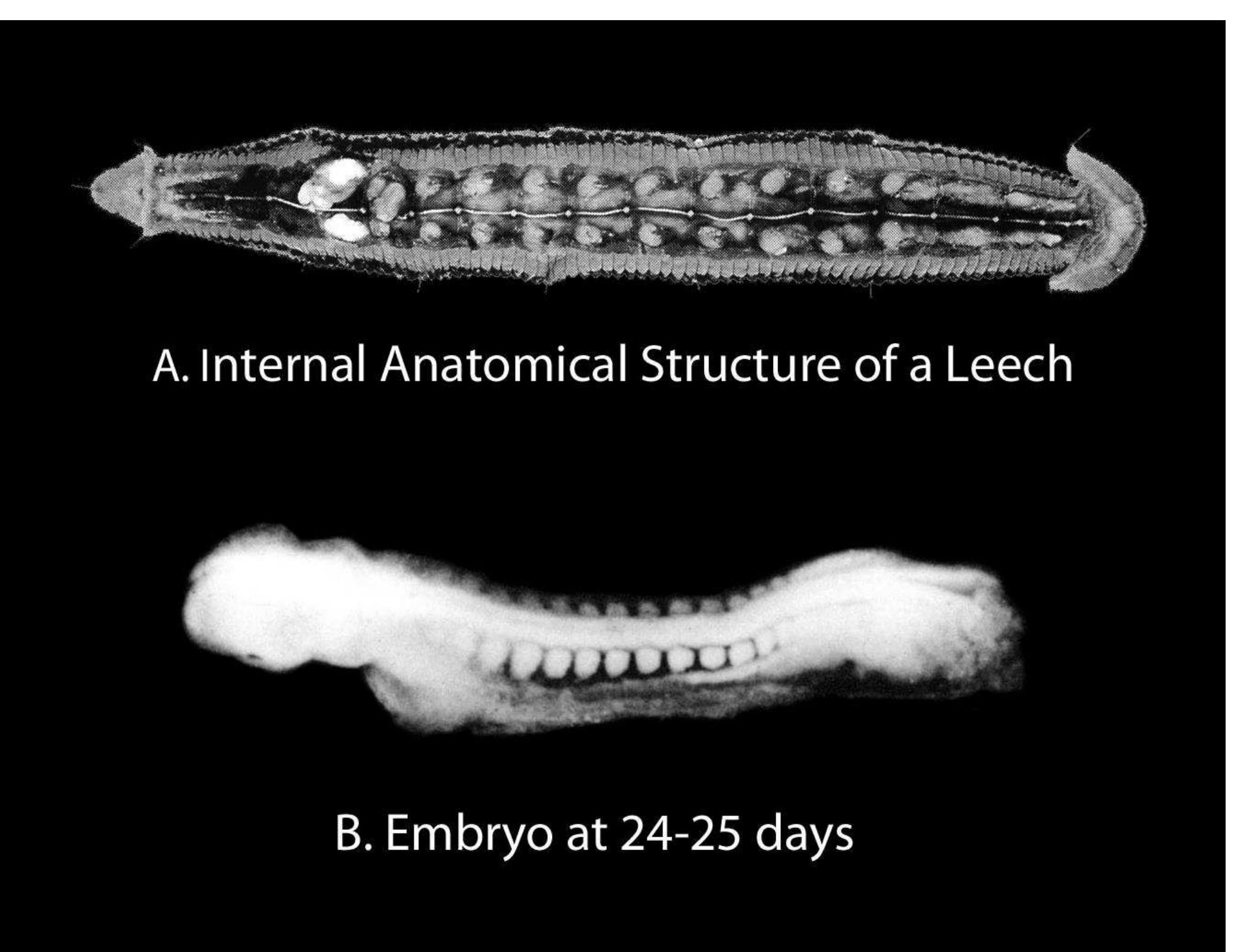 5.7 internal anatomical structure like a leech figure 13 a,