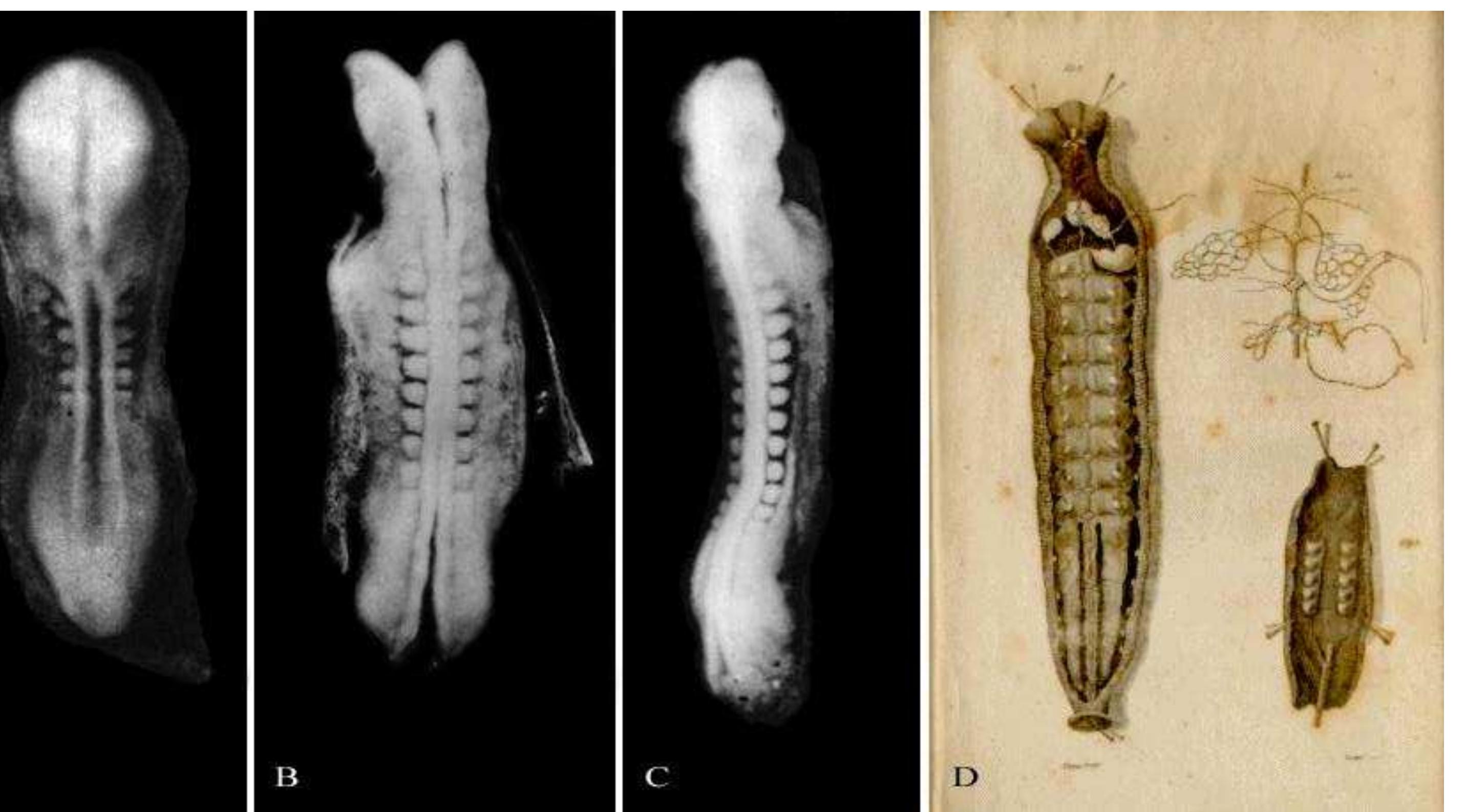 Figure 14 - from Embryology in the Qur'an: A description of