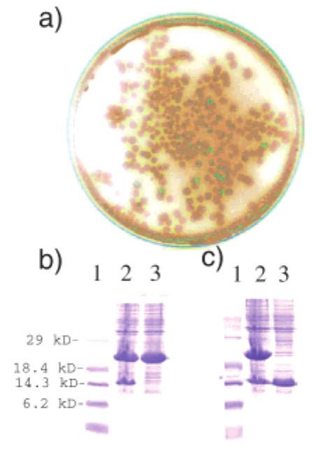 In vitro reconstitution of gfp demonstrated by (a) green