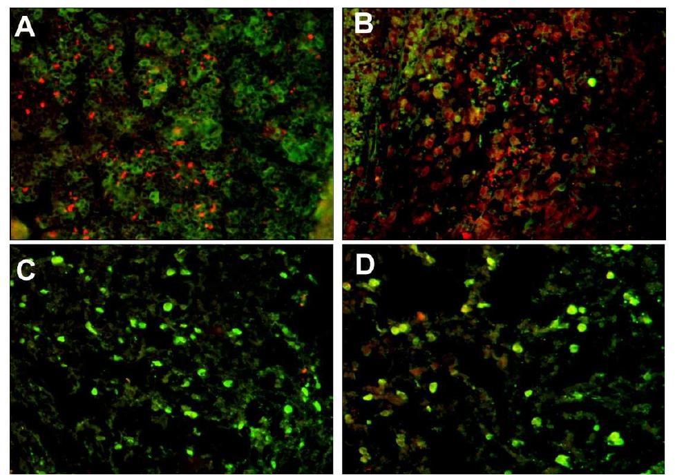 Immunofluorescence images of inguinal lymph nodes of (a)