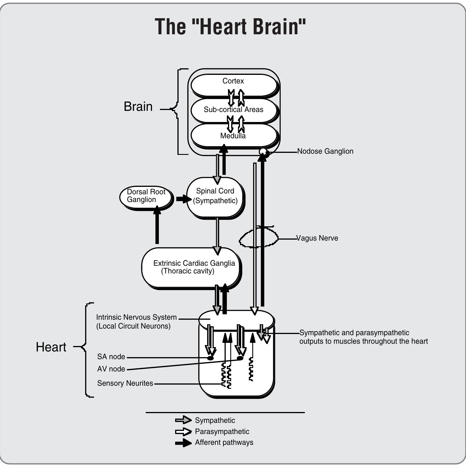 The neural communication pathways between the heart and the