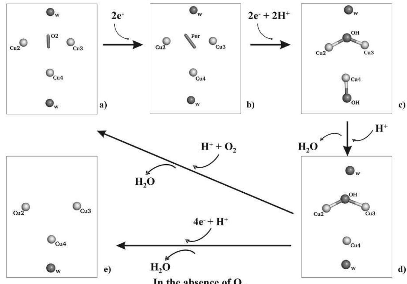 Schematic view of structures representing stages in the