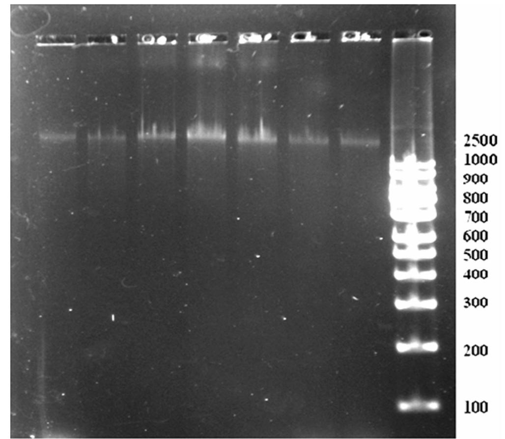 —profile of the plasmid dna in agarose gel (numbers on right