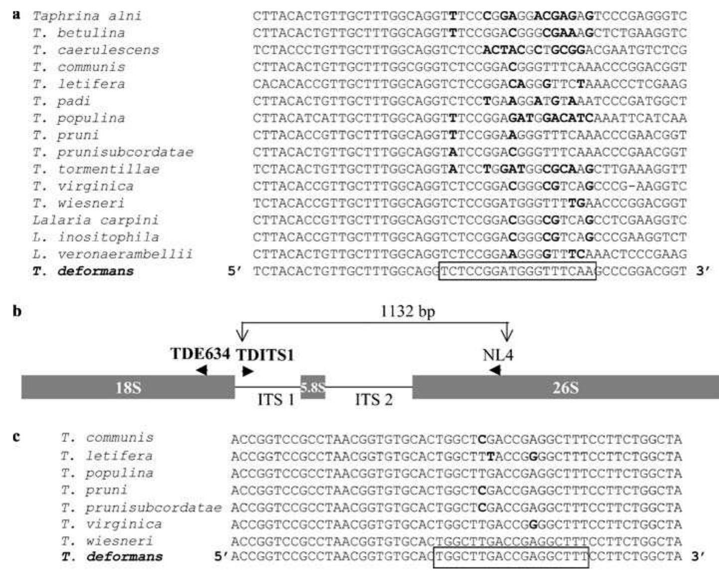 Details of the alignment of rdna sequences for the design of