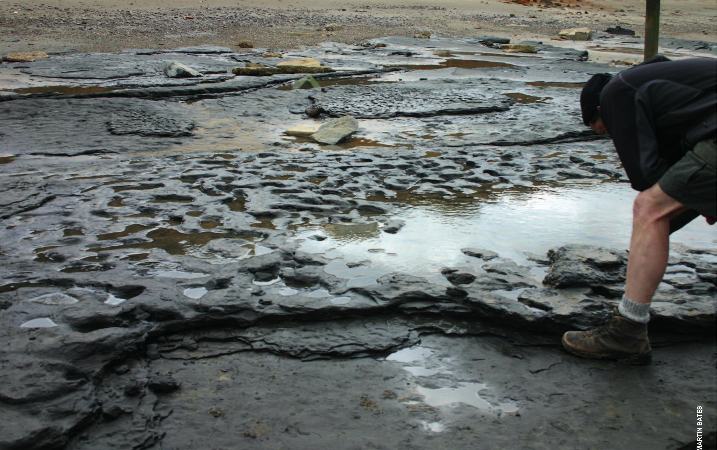 (PDF) The Happisburgh Footprints in Time: Environmental Change and ...