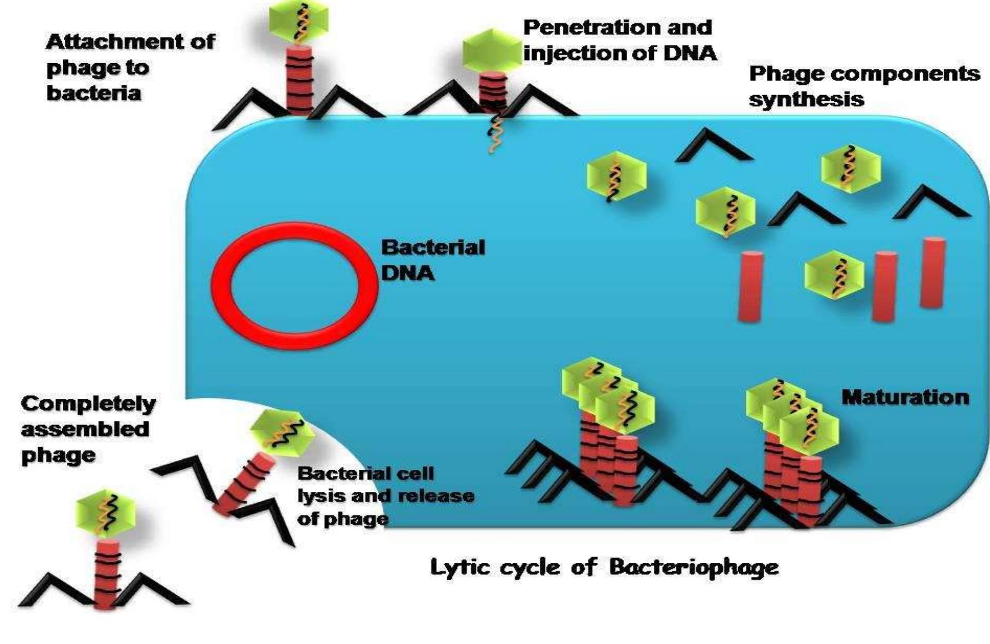 Steps during lytic cycle of bacteriophage to replicate