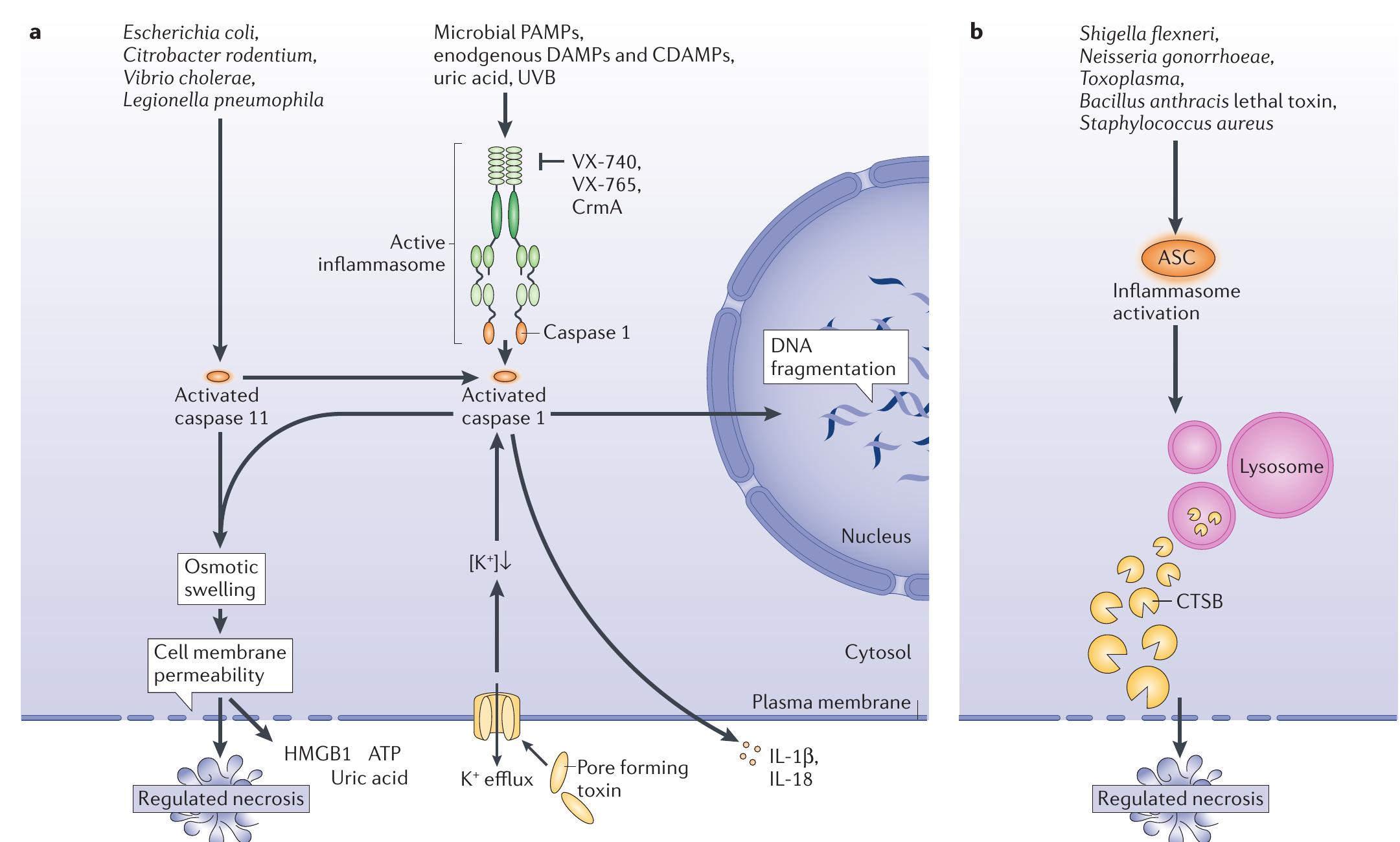 | regulated necrosis mediated by inflammasomes. a|caspase 1