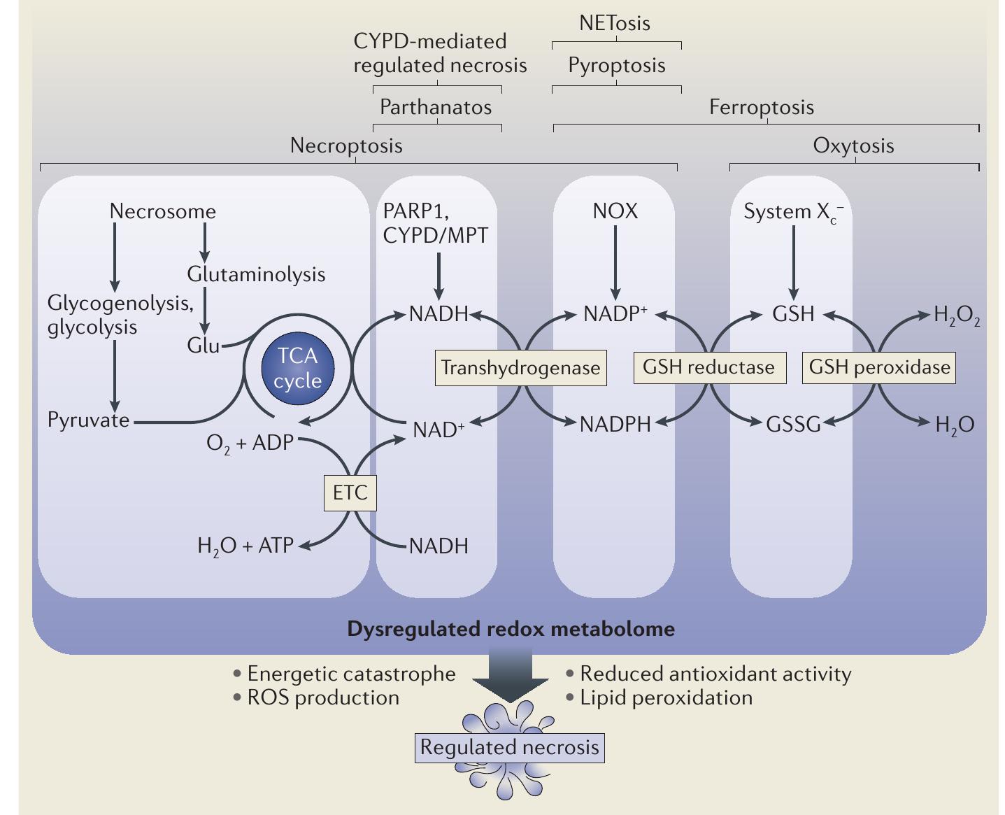 Mpt, mitochondrial permeability transition; parp1,
