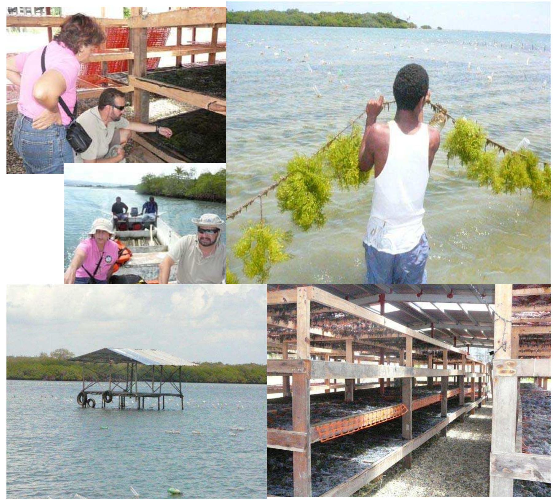 Cultivos de macroalgas en cativa (colon, panama),